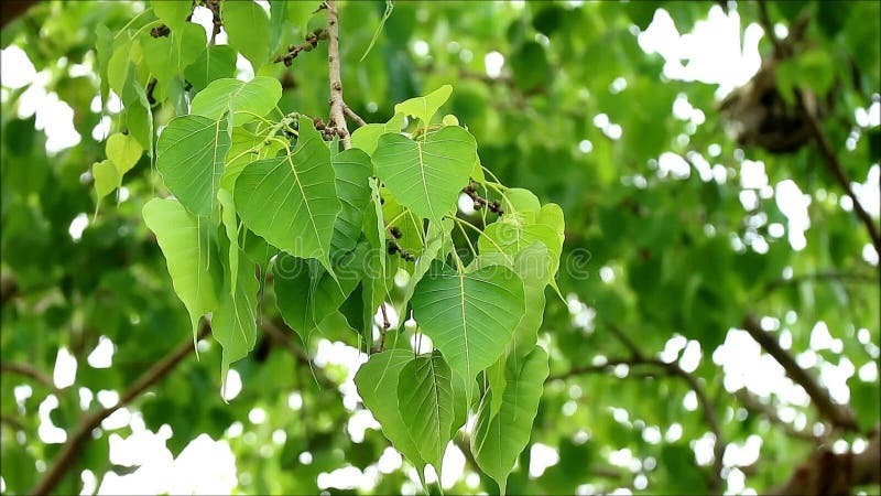 Beautiful Bodhi Tree Foliage in the Gentle Wind Stock Video - Video of ...