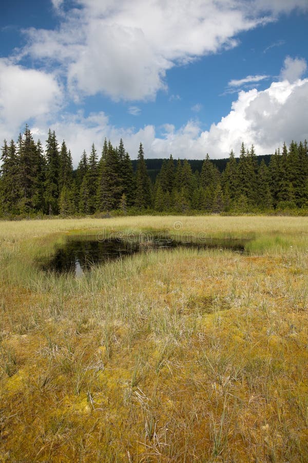 Beautiful bog in Romania stock image. Image of swamp - 15221973