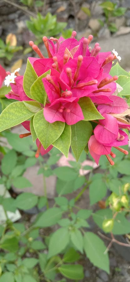 Beautiful Bouganville Flower Stock Image - Image of garden, branch ...