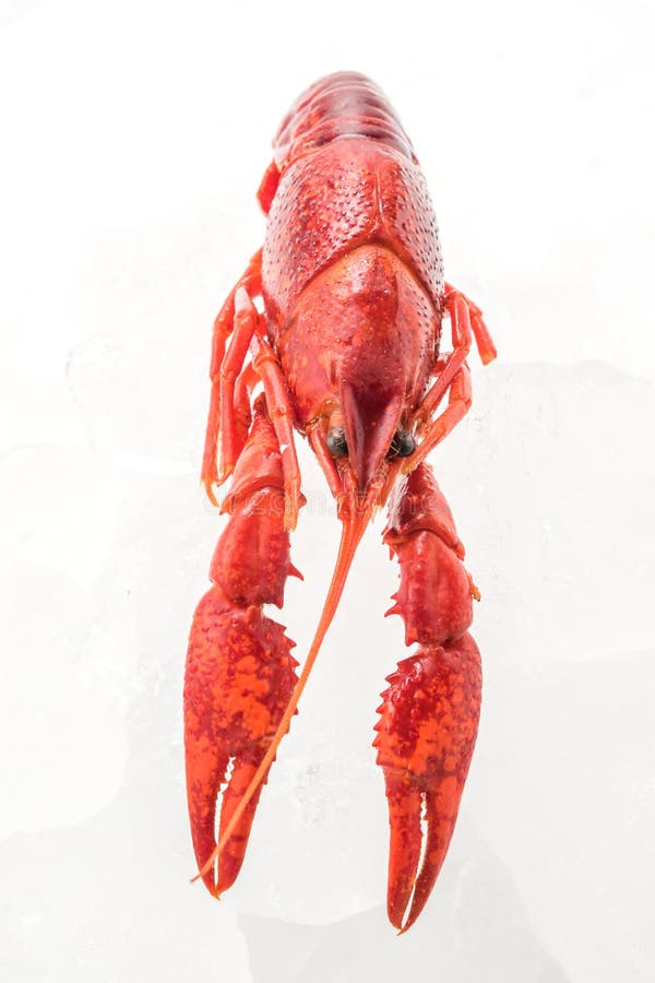 Beautiful boiled crayfish stock photo. Image of crayfish - 83257094