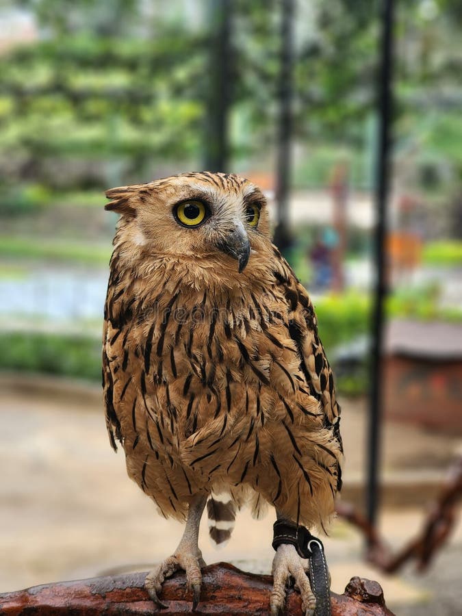 Beautiful Bold-eyed Brown Owl with Sharp Look Stock Photo - Image of ...