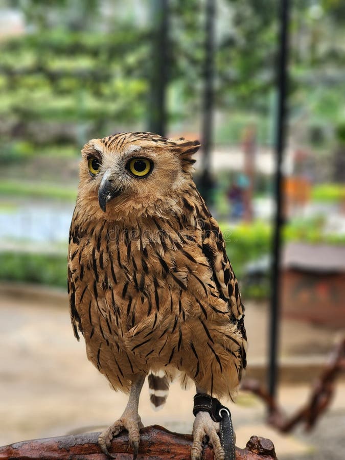 Beautiful Bold-eyed Brown Owl with Sharp Look Stock Photo - Image of ...