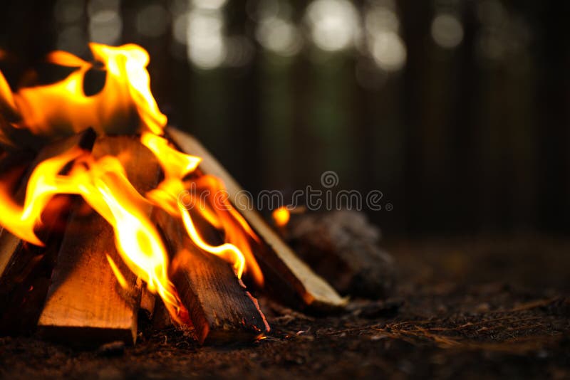 Beautiful Bonfire with Burning Firewood in Forest, Closeup. Space for ...