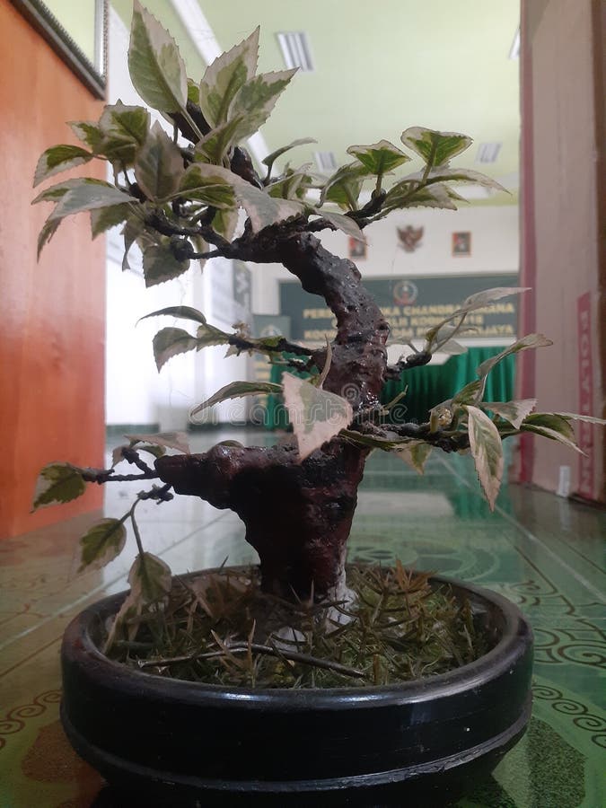 Beautiful Bonsai Beringin Plants from Indonesia Stock Image - Image of ...