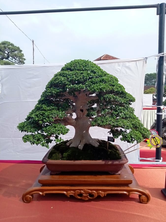 Premna Bonsai Stock Photos - Free & Royalty-Free Stock Photos from ...
