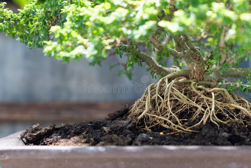 Beautiful bonsai tree stock photo. Image of branch, miniature - 195689308