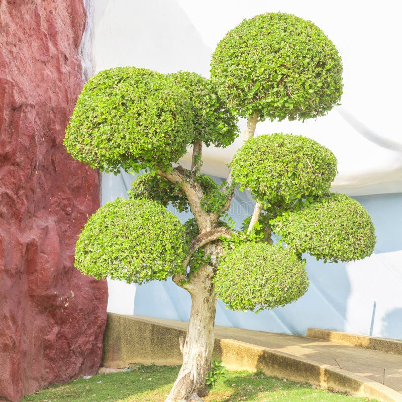 Beautiful bonsai tree. stock image. Image of growth, green - 43318171