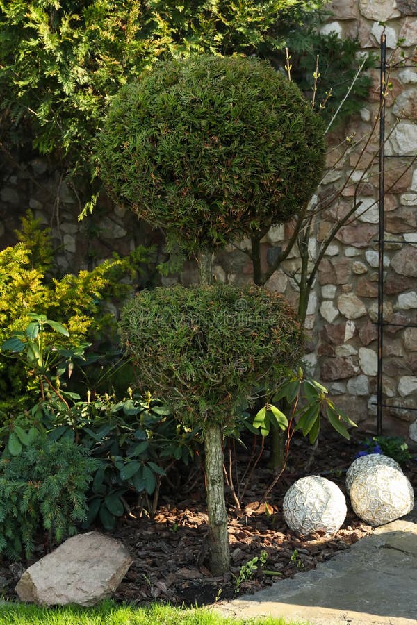 Beautiful Bonsai Tree in Garden. Landscape Design Stock Photo - Image ...