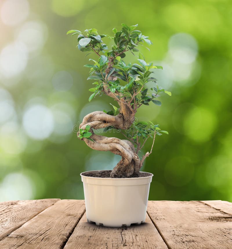 Beautiful Bonsai Tree in Pot on Wooden Table Stock Image - Image of ...