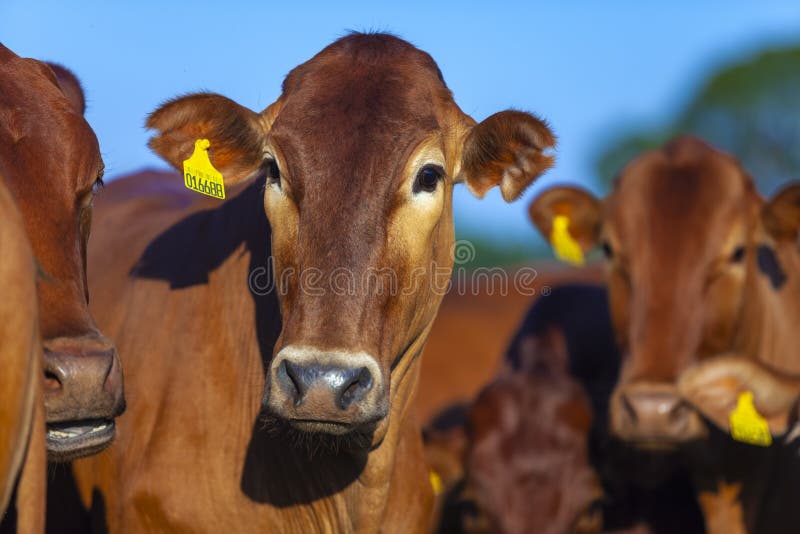 Beautiful Breeding Bull of the Bonsmara Breed in the Farm Corral Stock ...