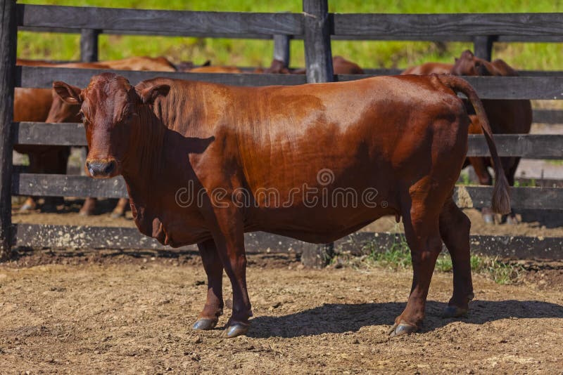 Beautiful Bonsmara Breeding Cow in the Farm Corral Stock Photo - Image ...
