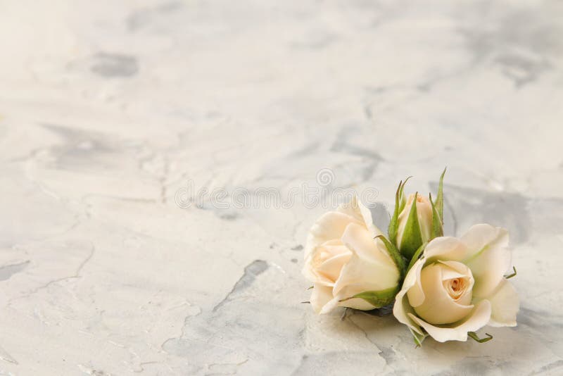 Beautiful Booths of Beige Mini Roses on a Light Concrete Table. Space ...