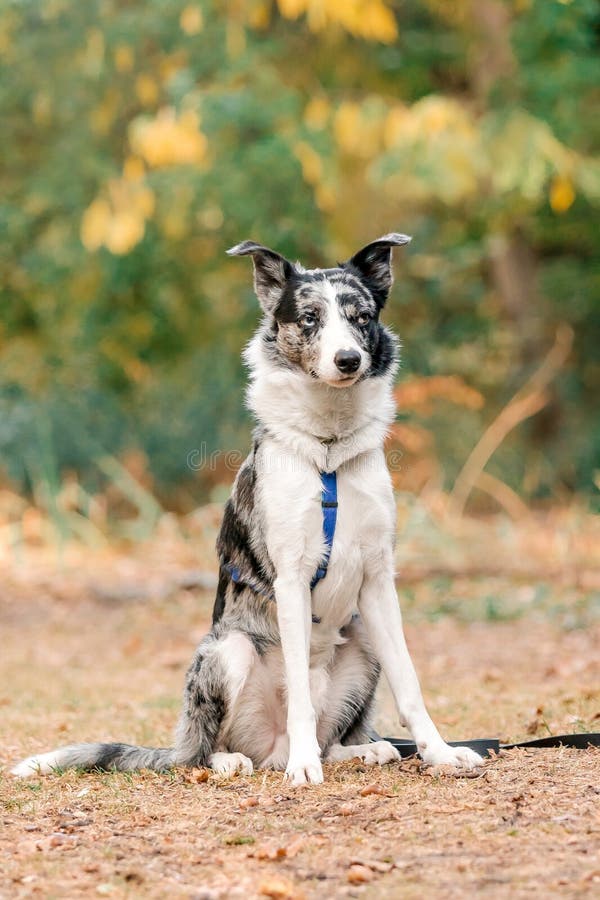 Beautiful Border Collie Dog Breed in the Park Stock Image - Image of ...