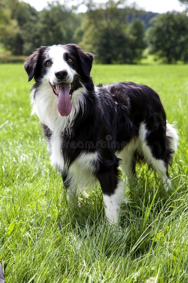 Beautiful Border Collie stock image. Image of black, care - 33115625