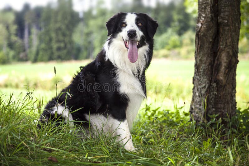 Beautiful Border Collie stock photo. Image of bordercollieenglish ...