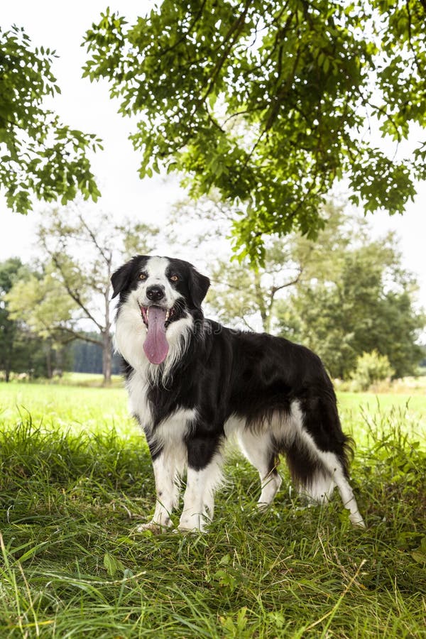 Beautiful Border Collie stock image. Image of naturally - 33115779