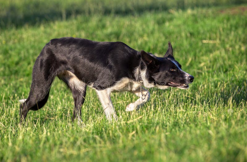 How Do Border Collie Hunt