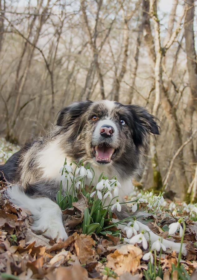 Beautiful Border Collie in Spring Forest with Snowdrops Stock Image ...