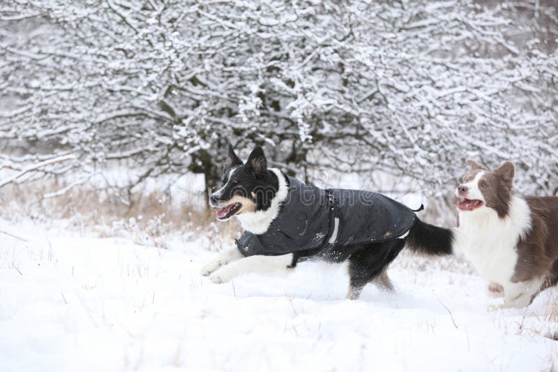 Beautiful Border Collies in Winter Stock Image - Image of attentive ...