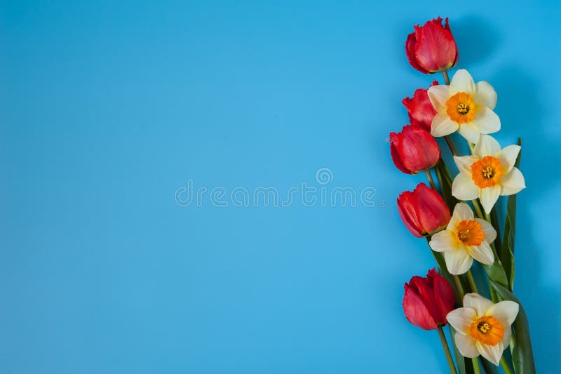 Beautiful Border Of Spring Tulips And Daffodils On A Light Blue ...