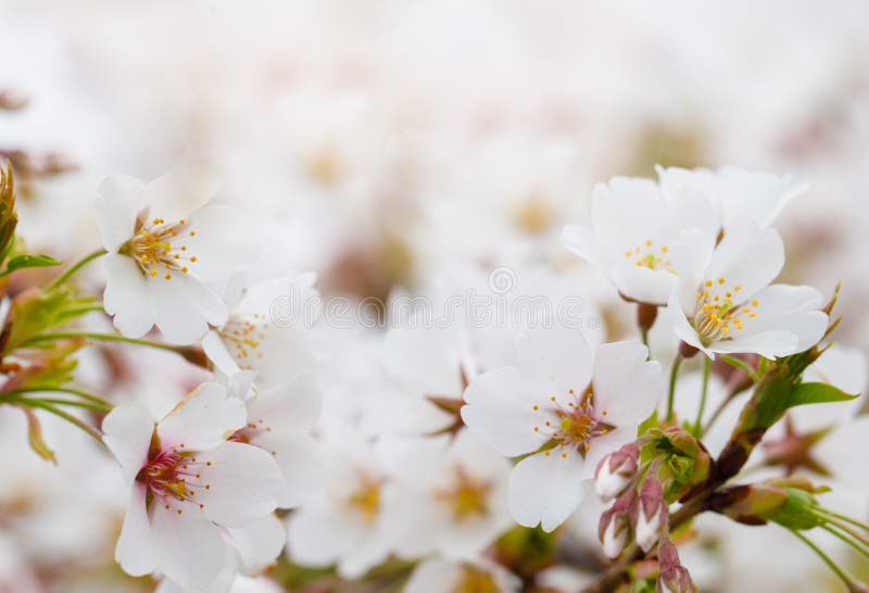 Beautiful Border with White Flower on Blurred Spring Season Background ...