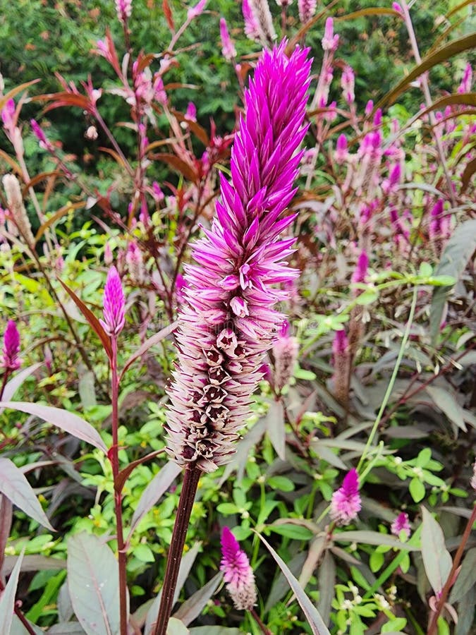 Beautiful boroco flower stock image. Image of lawn, prairie - 258151611
