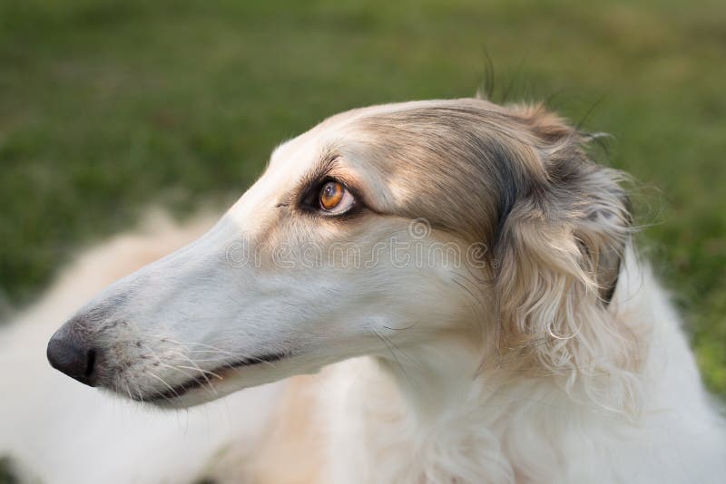 Borzoi face stock photo. Image of barzoi, hunting, russian - 8555316
