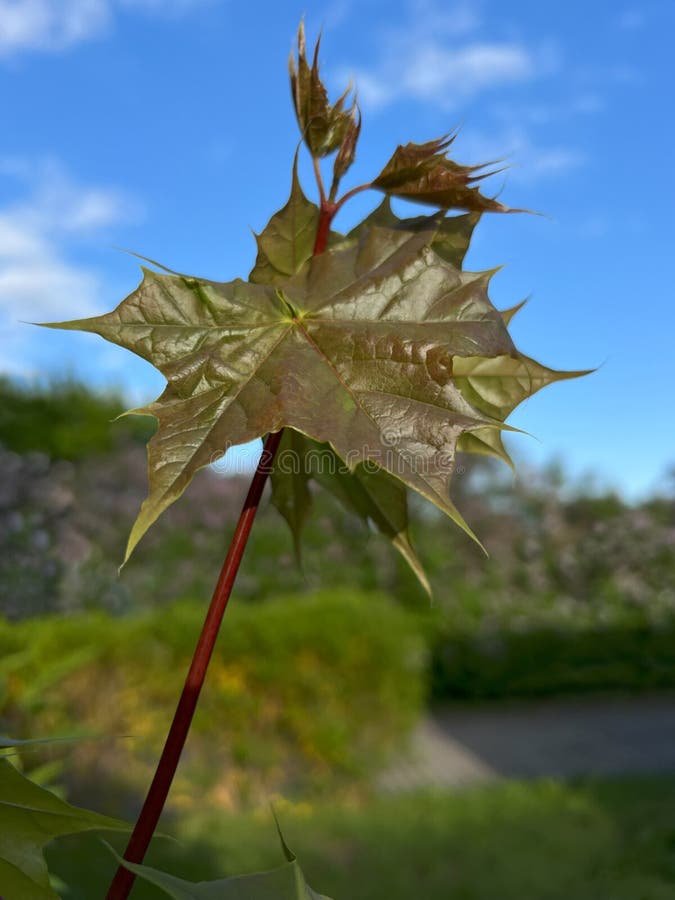 Beautiful Botanical Image of Fresh Maple Leaf. Stock Photo - Image of ...