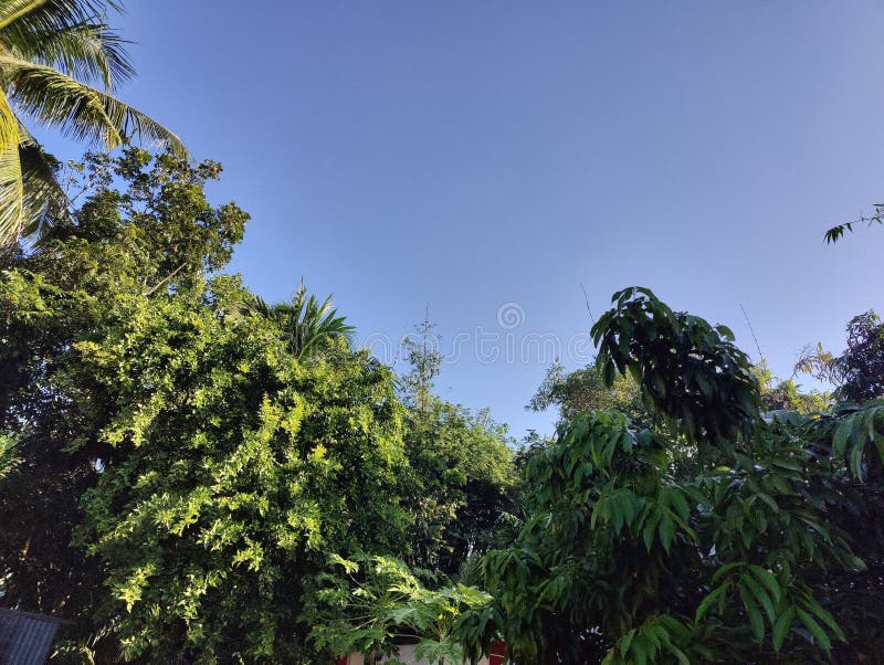 Beautiful Botanical Shot, Natural Wallpaper Stock Image - Image of ...