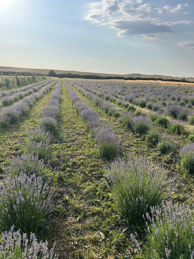 Beautiful Botanical Shot, Natural Stock Photo - Image of shot, flower ...