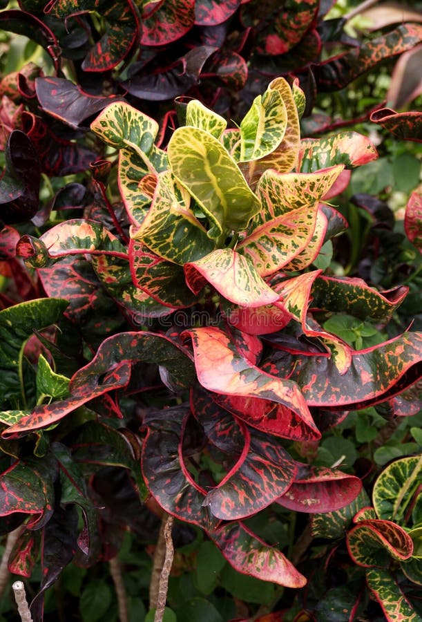Beautiful Botanical Shot, Natural Wallpaper , Croton Tree Stock Image ...