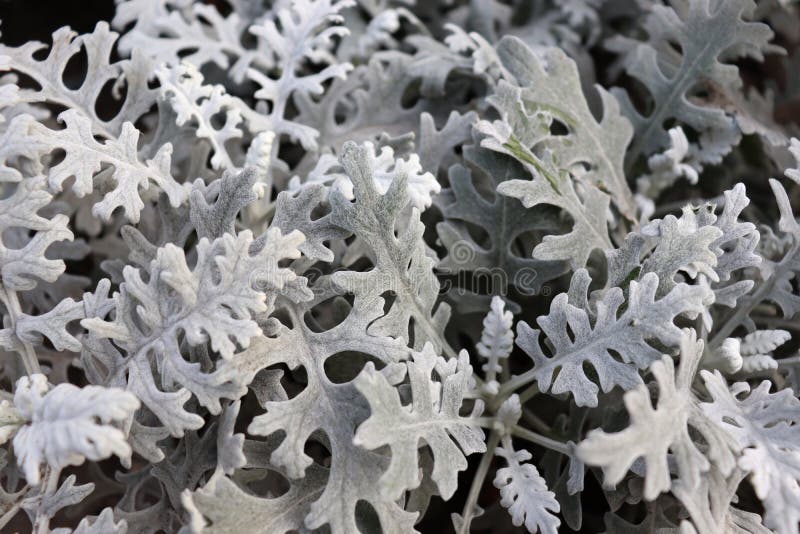 Beautiful Delicate Plants Backdrop. Botany Background Stock Photo ...