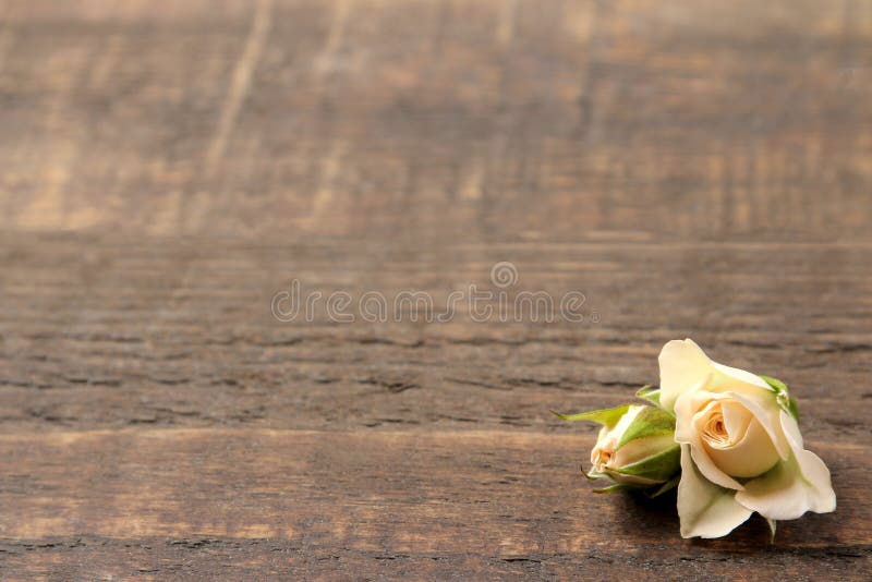 A Beautiful Bottle of Beige Mini Roses on a Brown Wooden Table. Space ...