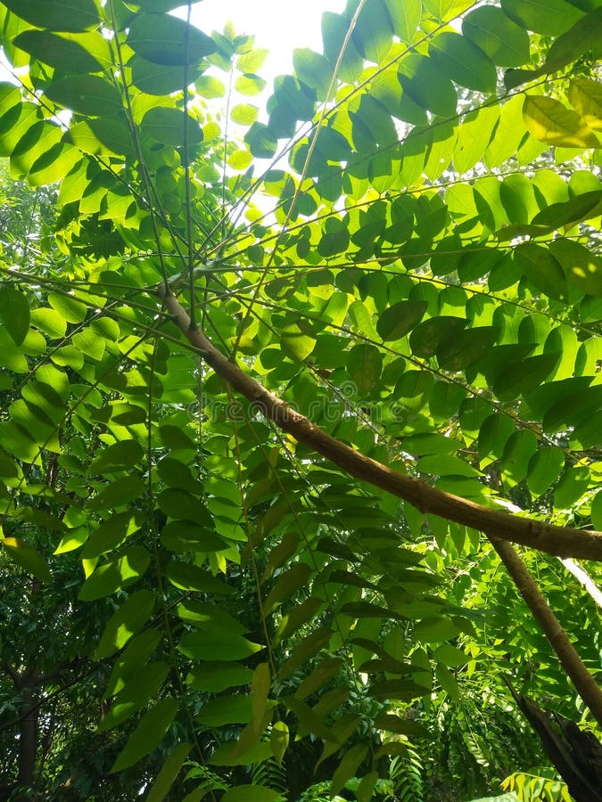 Beautiful bottom female stock photo. Image of isolated - 162674898