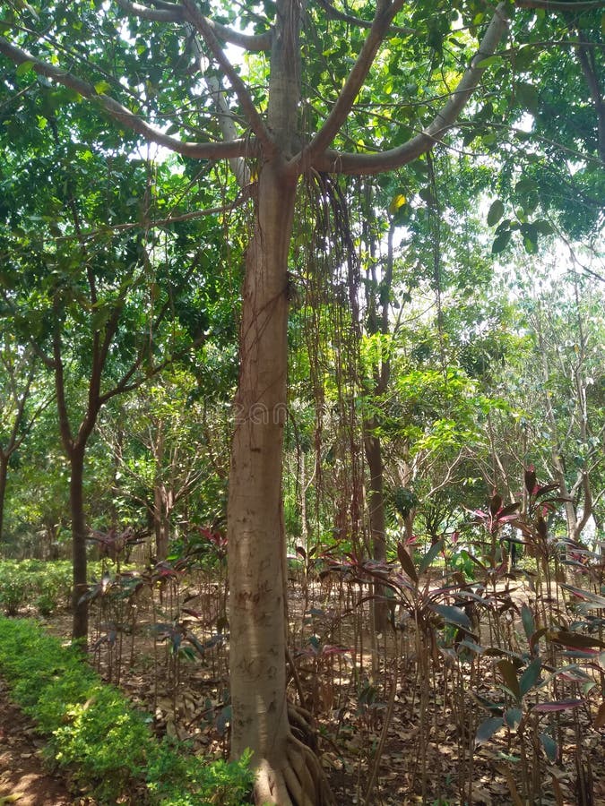 Bottom Angle with Landscape View of Green Lime Tree Branch with a White ...