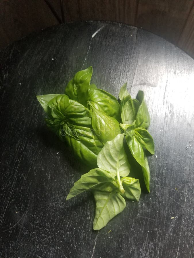 Beautiful Bountiful Basil stock image. Image of picked - 190057515