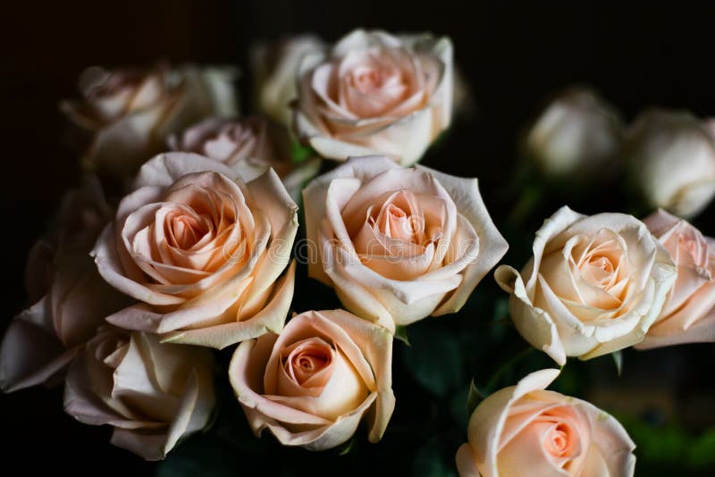 A Beautiful Bouqet of White Roses Stock Image - Image of fresh, concept ...