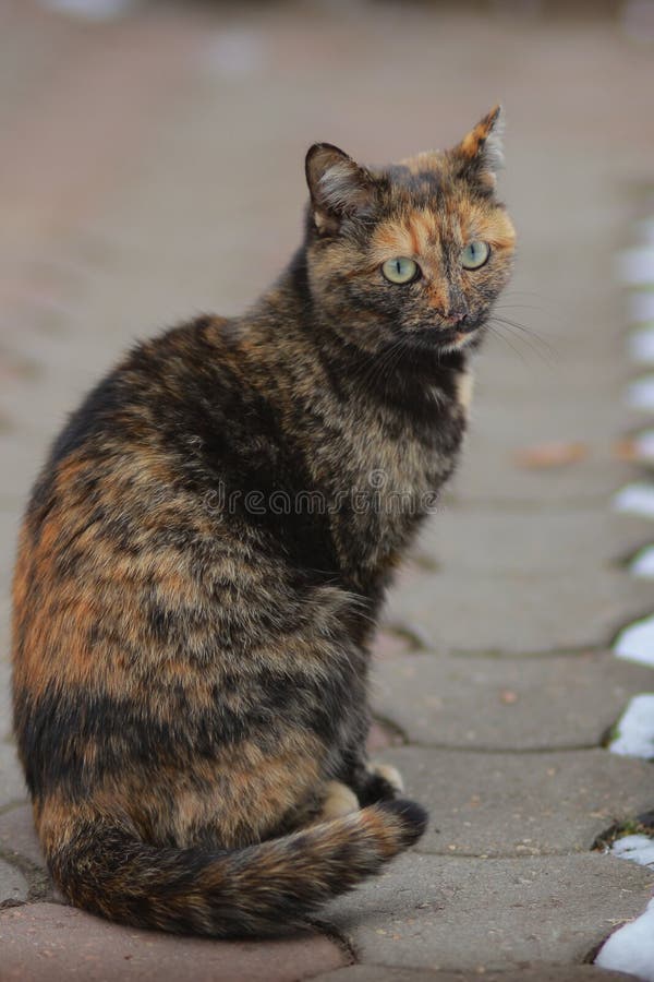 A Three-colored Cat is Sitting on the Path Stock Photo - Image of ...