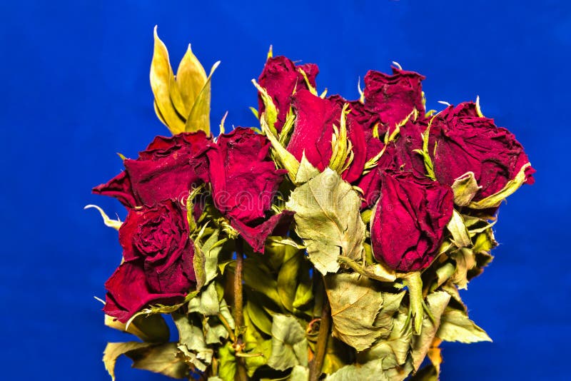 Beautiful Bouquet of Bright Red Roses Stock Photo - Image of beauty ...