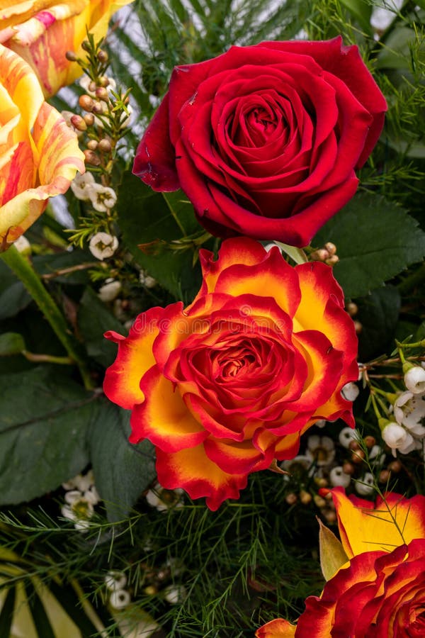 Beautiful Bouquet of Colorful Roses. Stock Photo - Image of bouquet ...