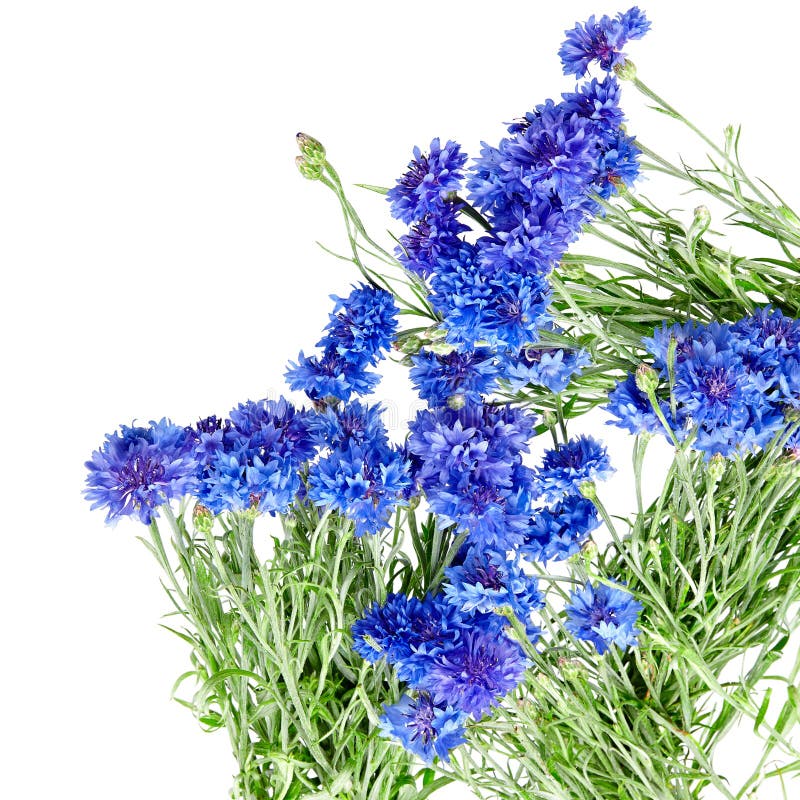Beautiful Bouquet of Cornflowers Isolated on White Background Stock ...