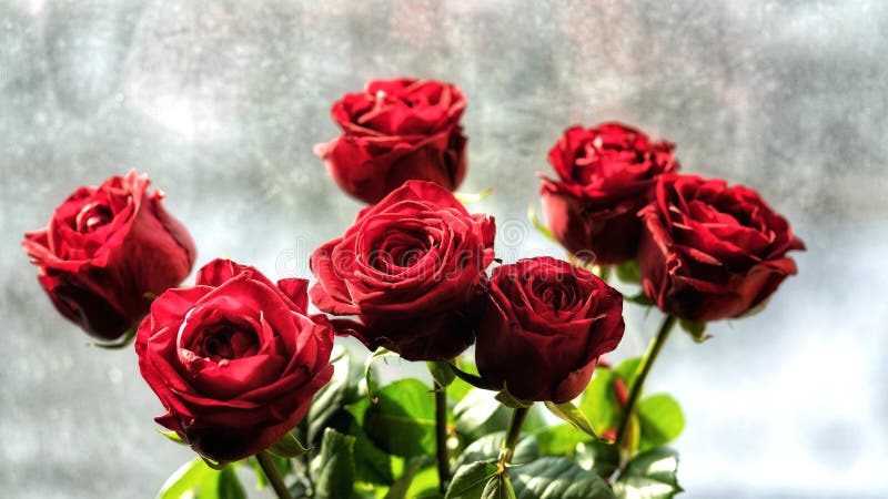 297 Seven Red Roses Stock Photos - Free & Royalty-Free Stock Photos ...