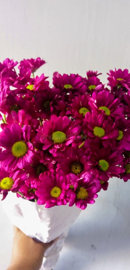 Jimla Daisies Stock Photos - Free & Royalty-Free Stock Photos from ...