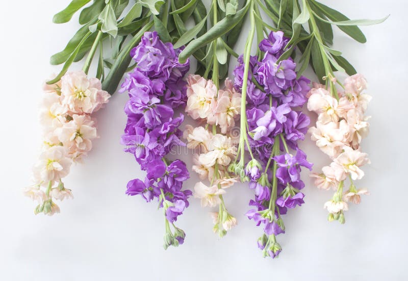 Matthiola flower stock image. Image of fragrant, elegant - 120226957
