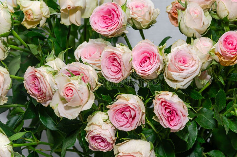 Beautiful Bouquet of Multi-colored Miniature Roses Stock Photo - Image ...