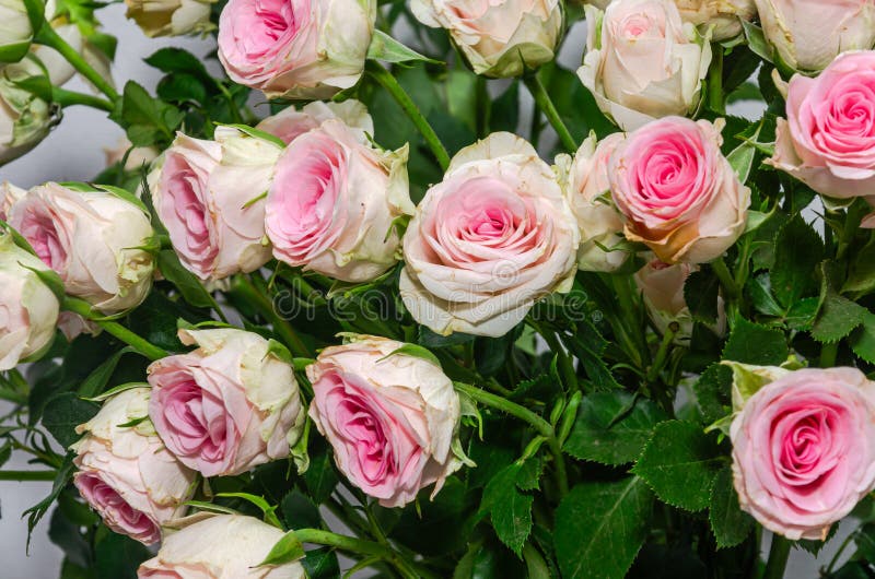 Beautiful Bouquet of Multi-colored Miniature Roses Stock Photo - Image ...