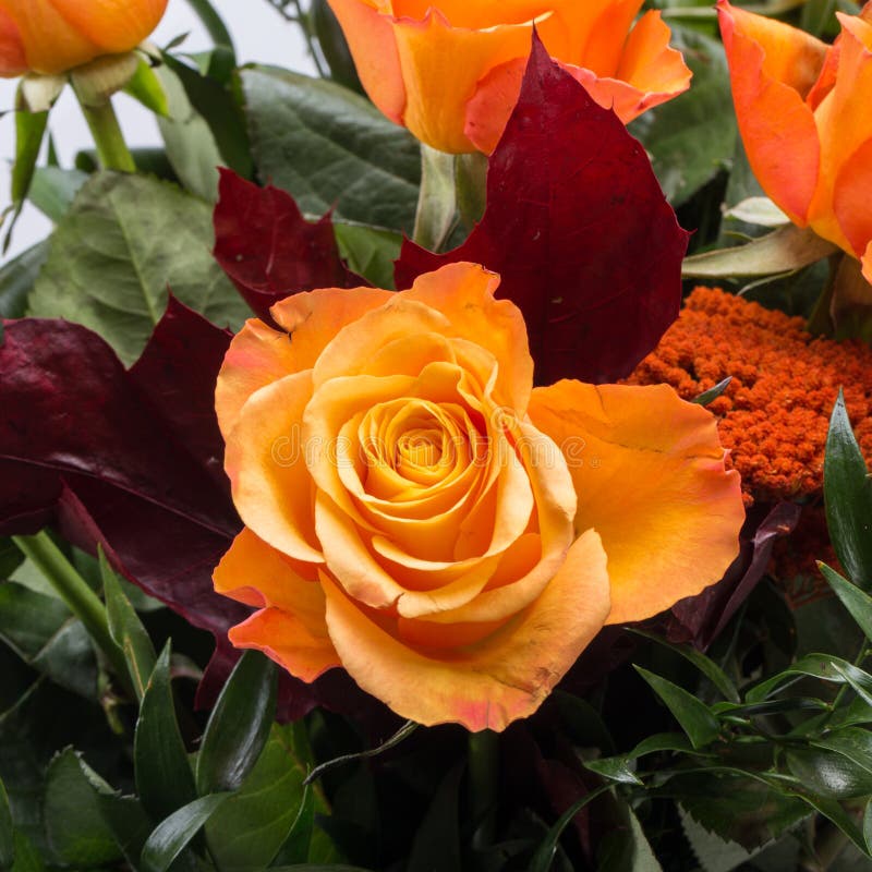 Beautiful Bouquet of Orange Roses. Stock Image - Image of blossom ...