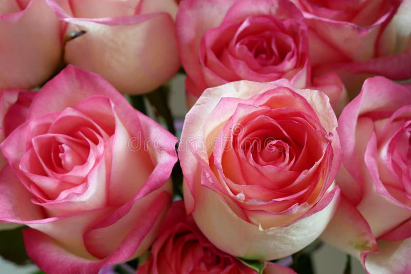 Beautiful Bouquet of Pink Roses Background Stock Image - Image of ...