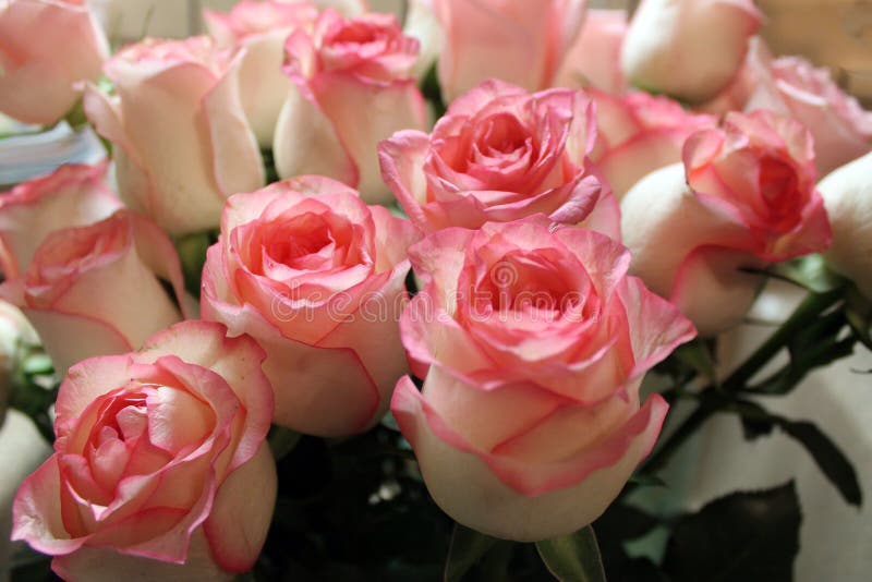 Beautiful Bouquet of Pink Roses Stock Image - Image of pink, rose ...
