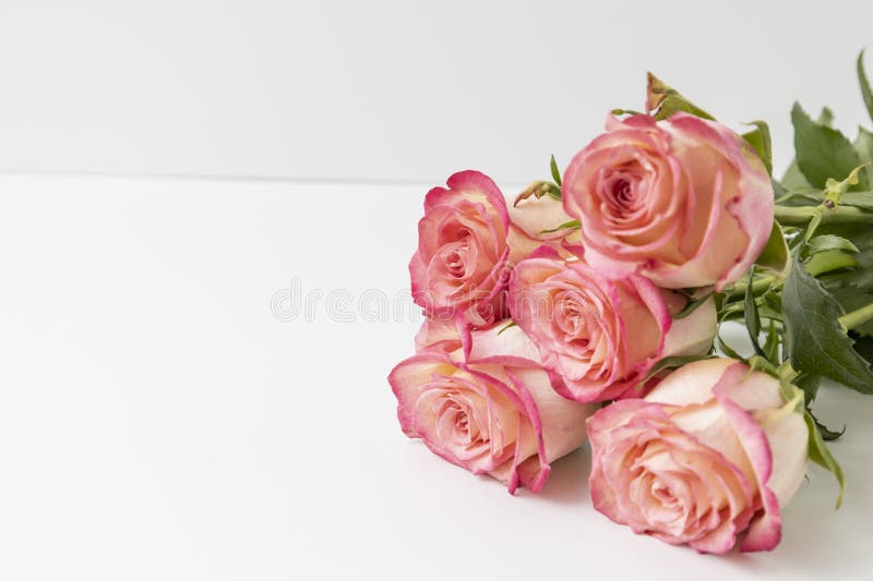 Beautiful Bouquet of Pink Roses on White Background Stock Photo - Image ...
